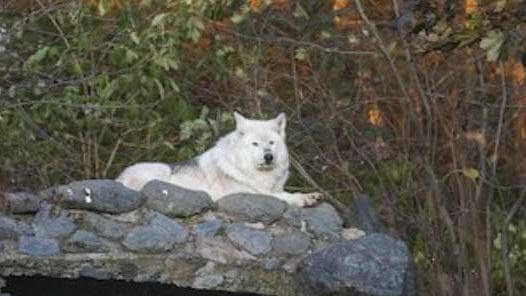 INTERNATIONAL WOLF CENTER | Wolf Center Rendezvous - Field Trip Adventures