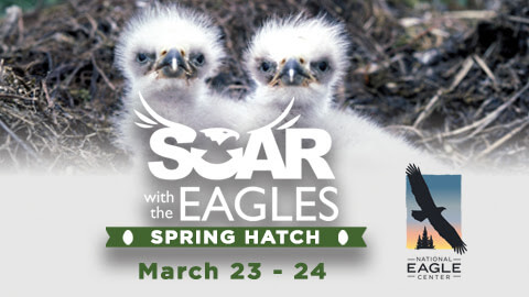 NATIONAL EAGLE CENTER | Bald & Golden Eagle Field Trips! - Field Trip ...