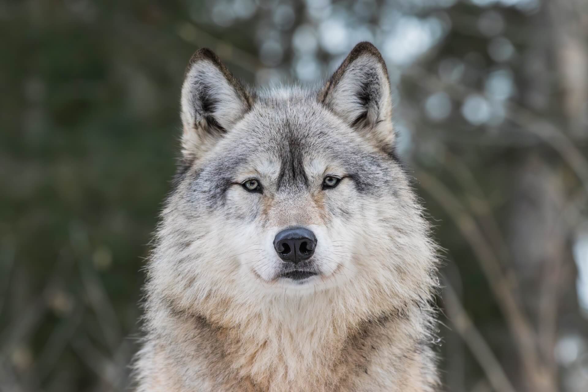 INTERNATIONAL WOLF CENTER | Connect With Nature and Wolves! - Field ...
